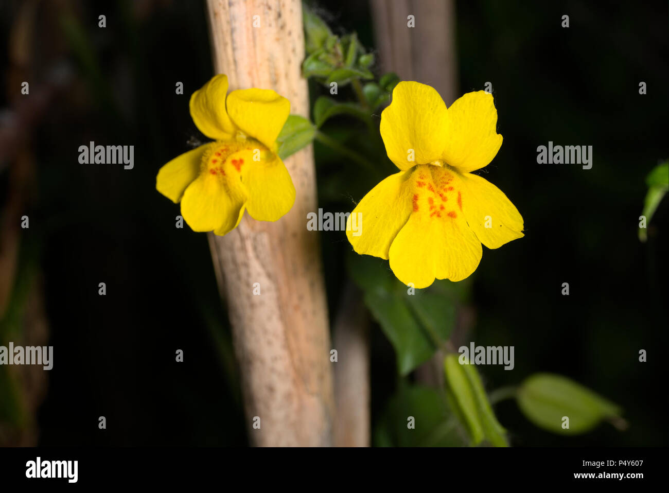 Yellow Monkeyflower Mimulus Guttatus High Resolution Stock Photography ...