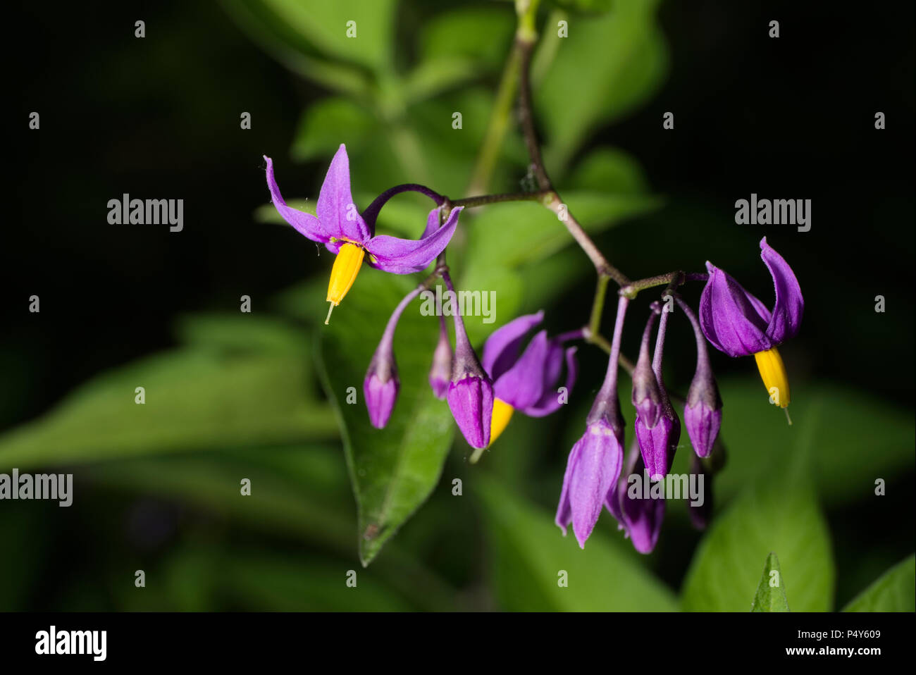 Climbing nightshade hi-res stock photography and images - Alamy