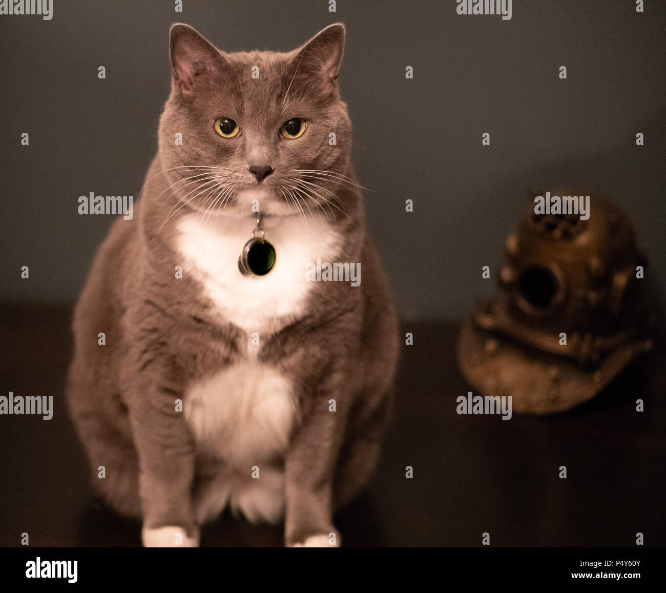 Serious cat hi-res stock photography and images - Alamy