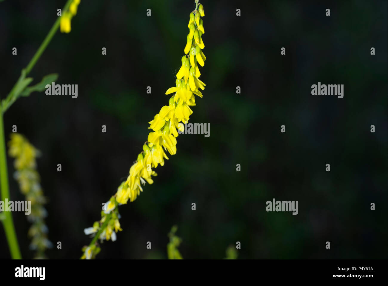 Melilotus Melilotus Officinalis High Resolution Stock Photography and ...