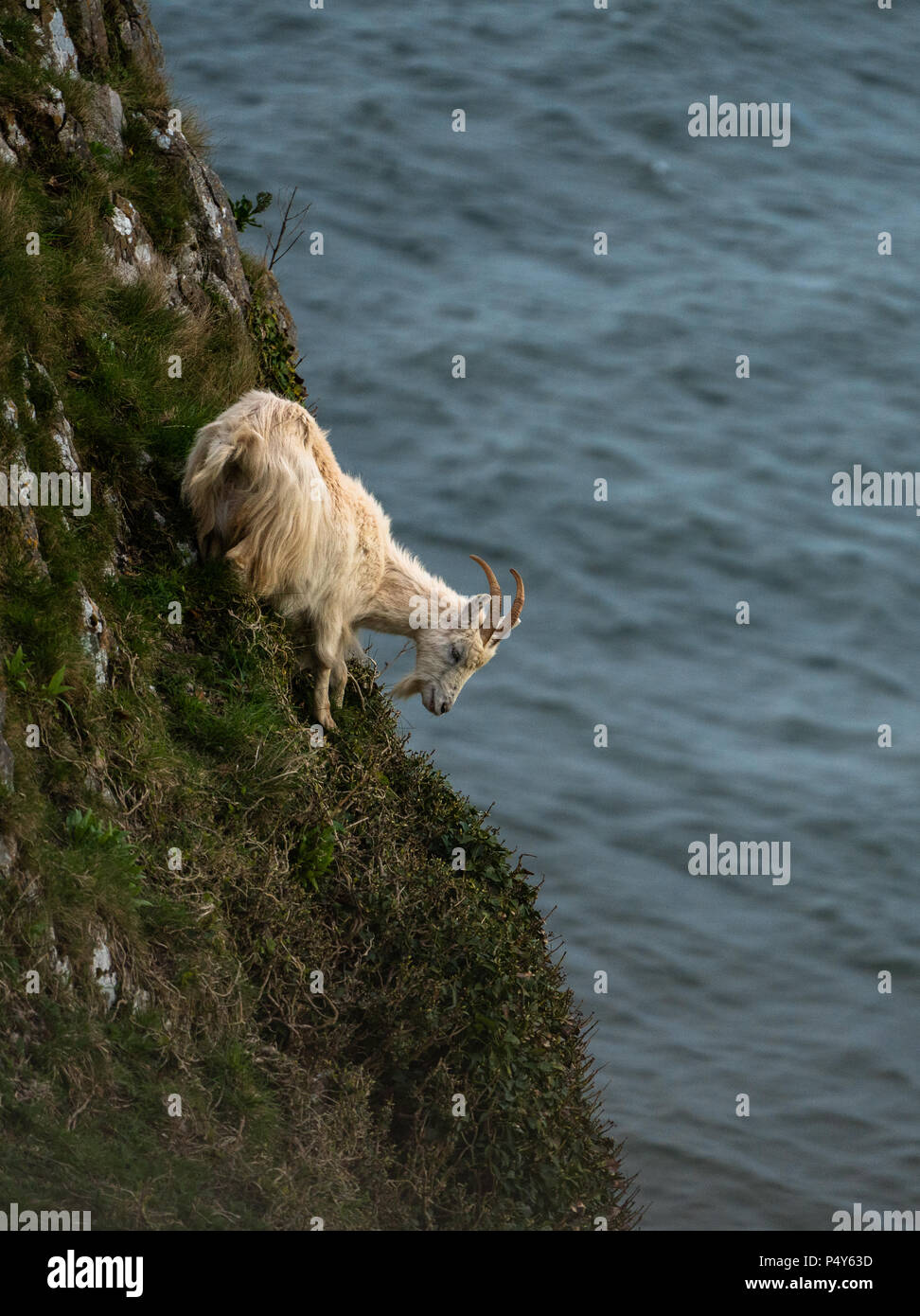 Mountain Goat Climbing Cliff