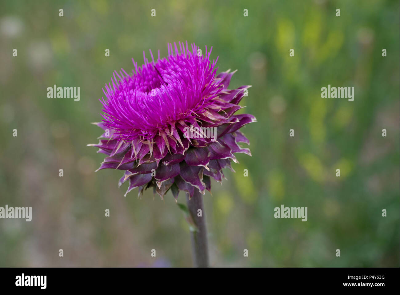 Thistle species hi-res stock photography and images - Alamy