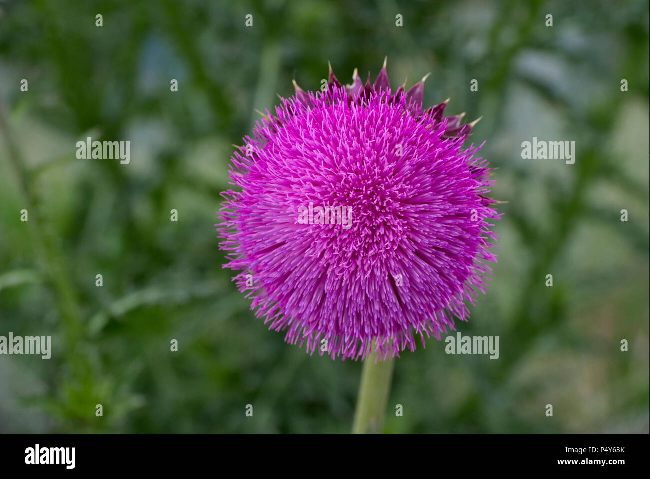 Invasive Thistle Species High Resolution Stock Photography and Images ...