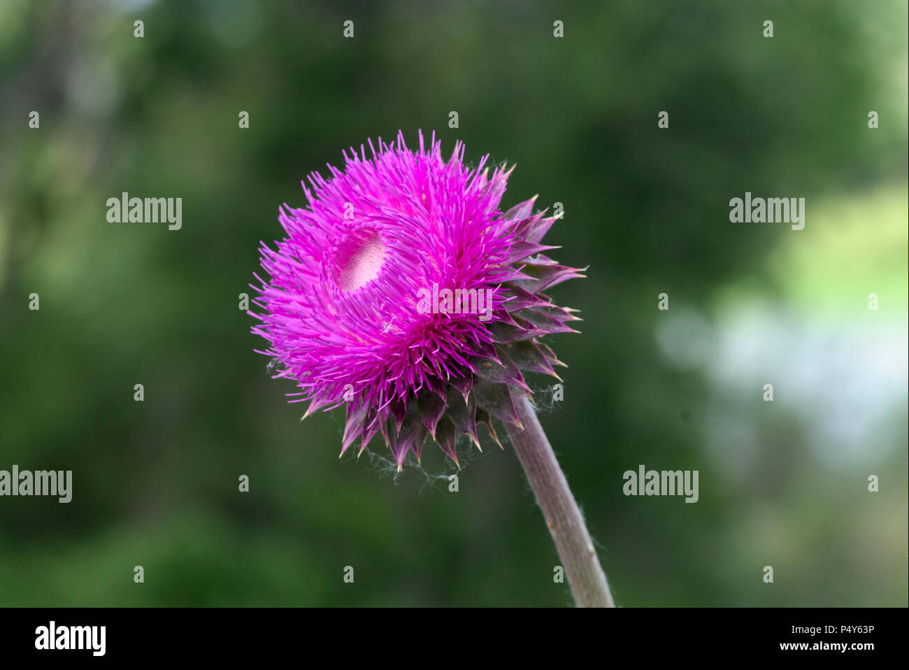Bull thistle wildflower hi-res stock photography and images - Alamy