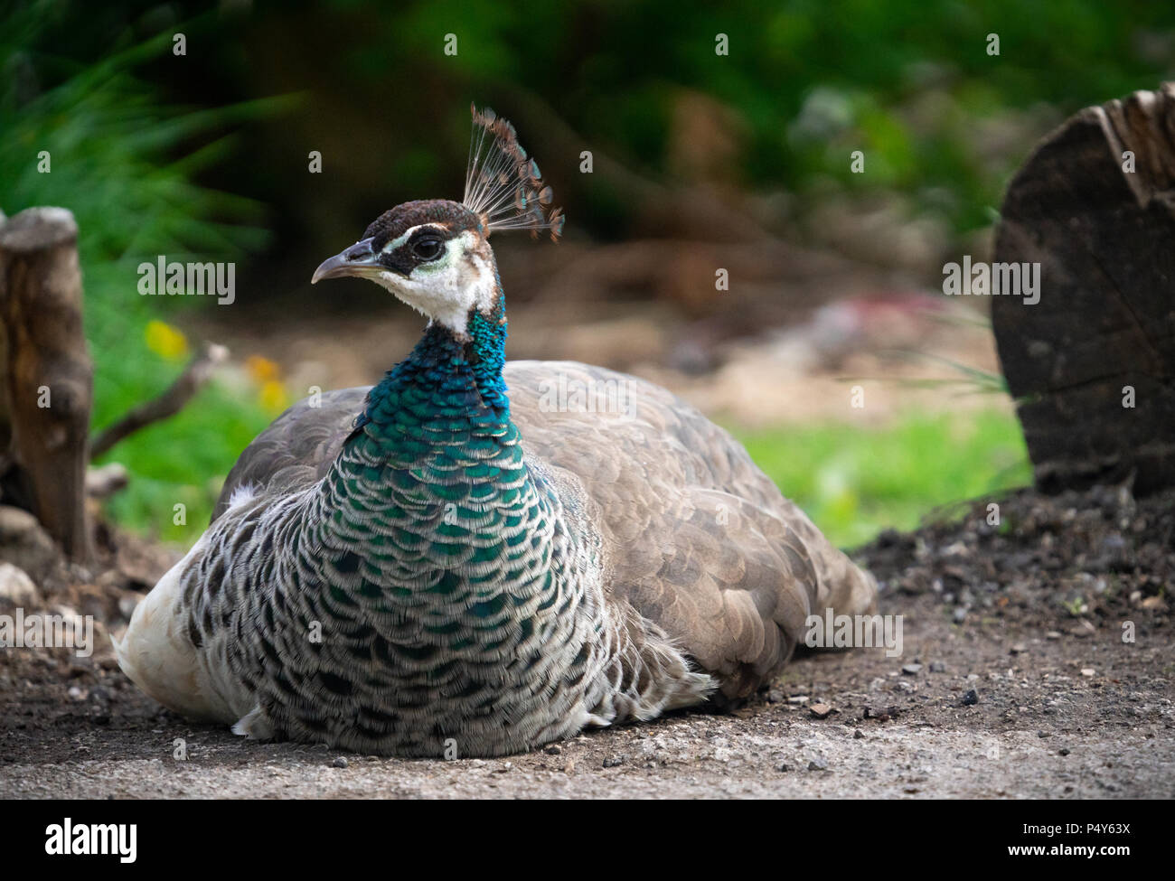 Sitting Peacock High Resolution Stock Photography and Images - Alamy