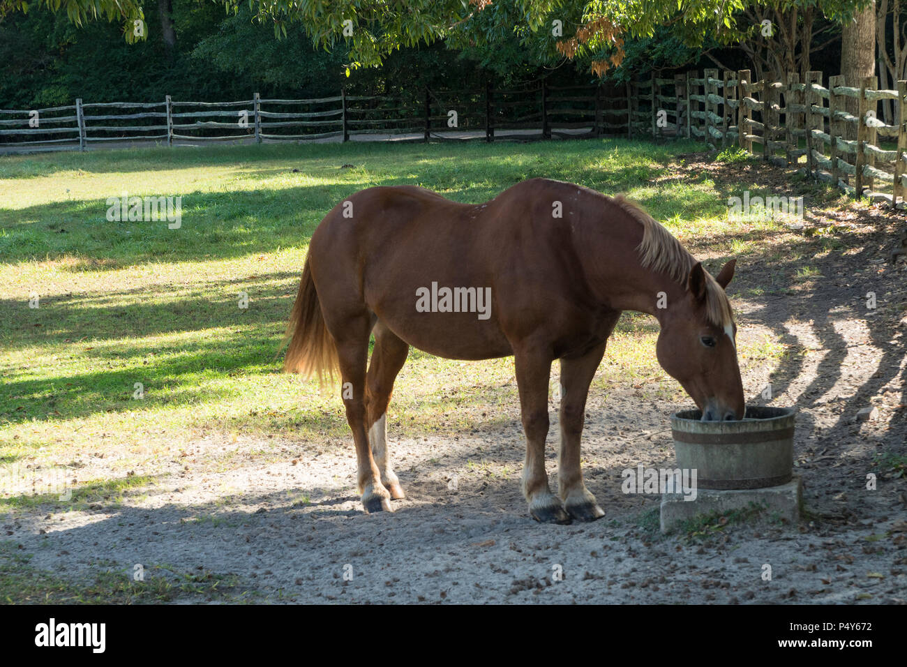 Virginia horse pasture hi-res stock photography and images - Alamy