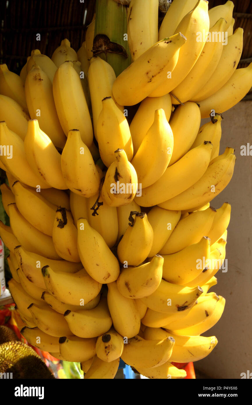 Bunch of bananas, Extremoz, Rio Grande do Norte, Brazil Stock Photo - Alamy