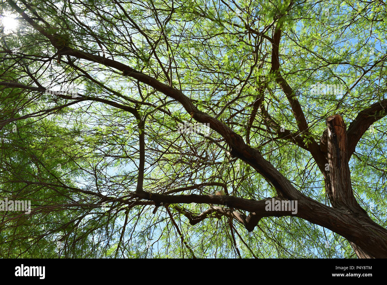Repetition of tree stems hi-res stock photography and images - Alamy