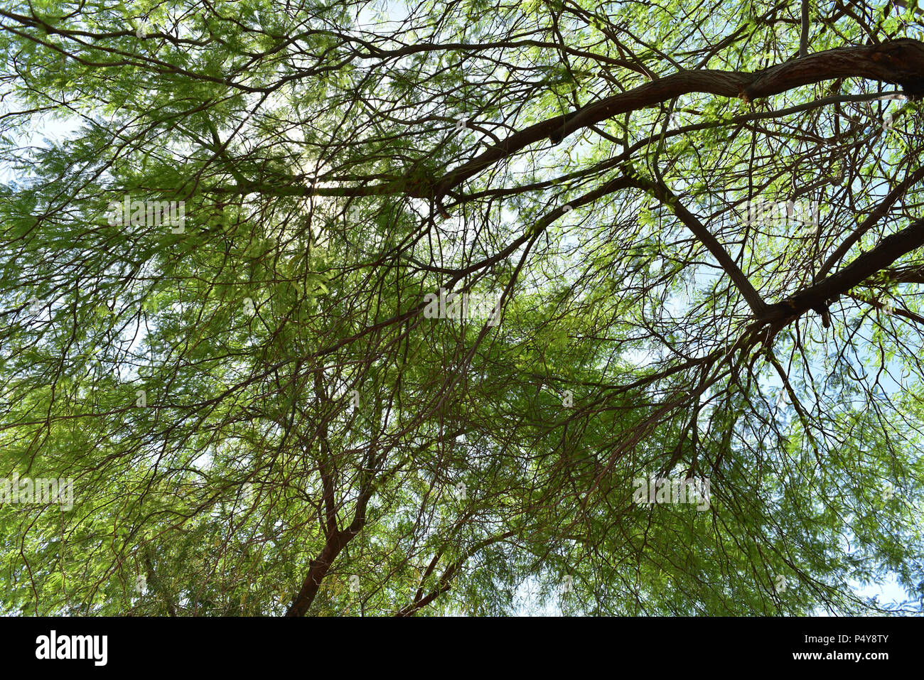 Repetition of tree stems hi-res stock photography and images - Alamy
