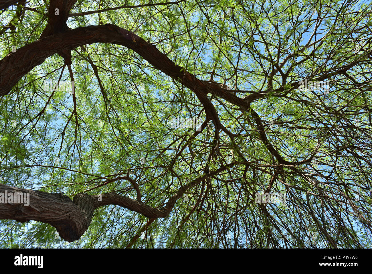 Repetition of tree stems hi-res stock photography and images - Alamy