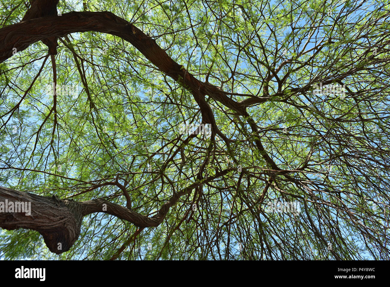 Repetition of tree stems hi-res stock photography and images - Alamy