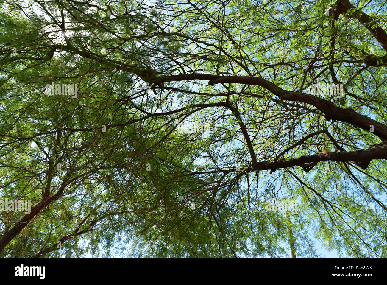 Repetition of tree stems hi-res stock photography and images - Alamy