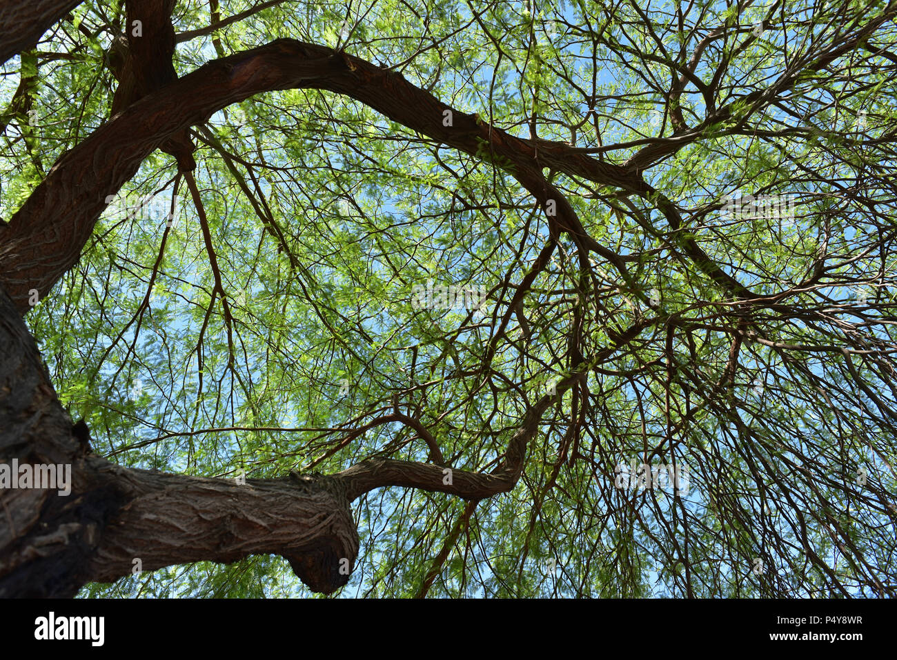 desert shade tree branches green leaves Stock Photo - Alamy