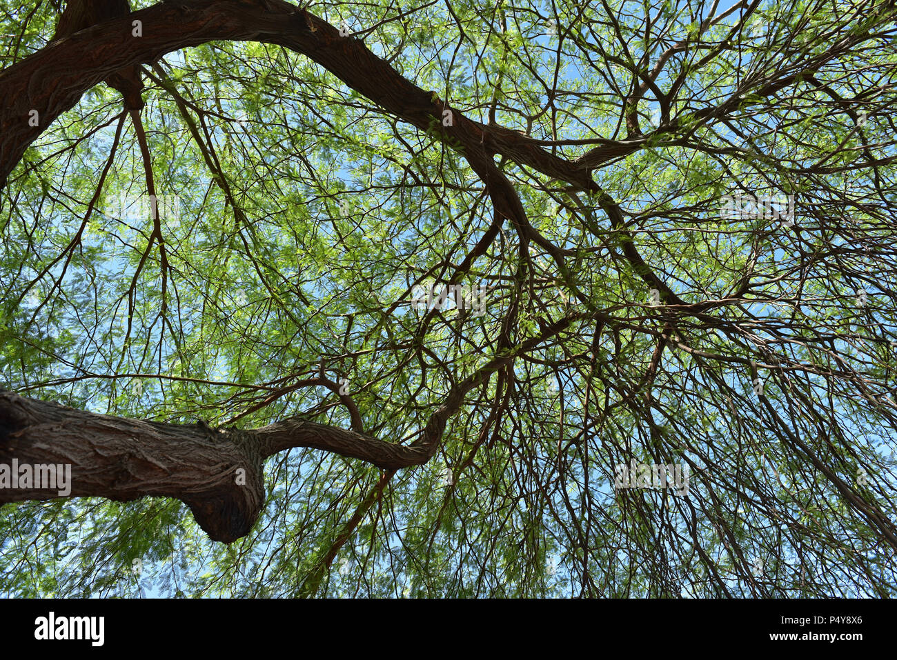 Repetition of tree stems hi-res stock photography and images - Alamy