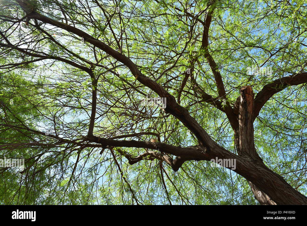 desert shade tree branches green leaves Stock Photo - Alamy