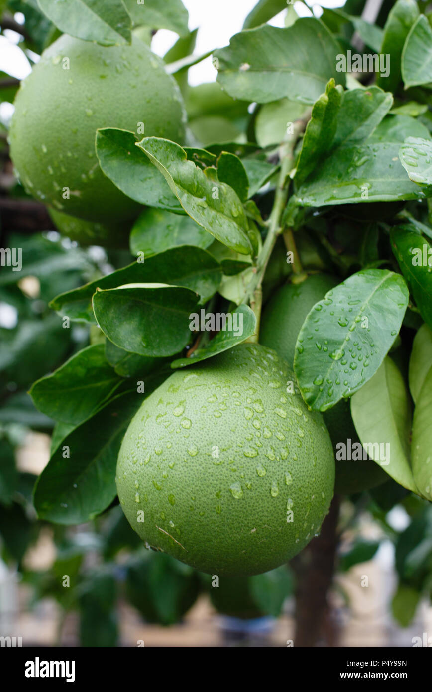 Green teak trees after rain Stock Photo - Alamy