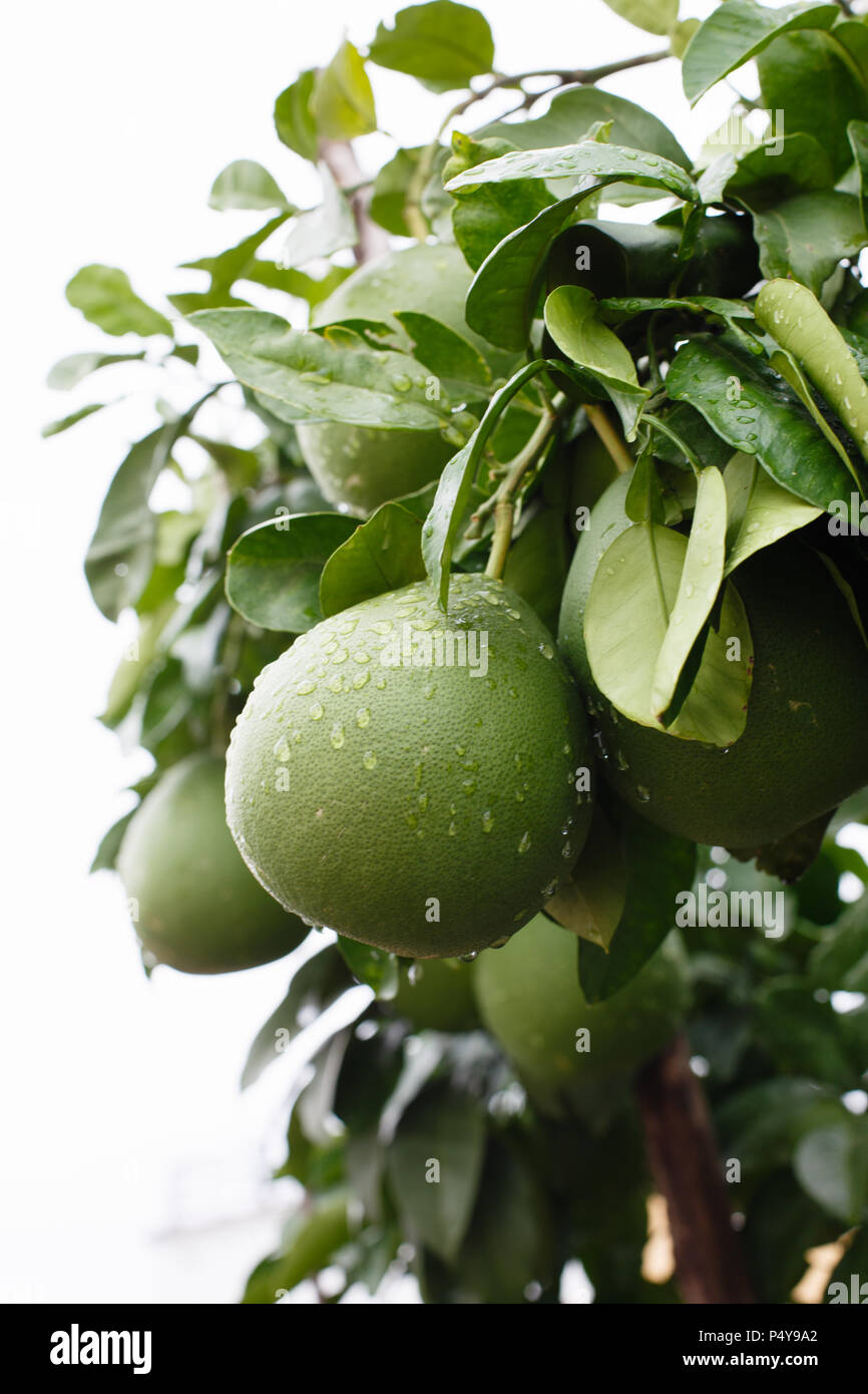 Teak trees hi-res stock photography and images - Alamy