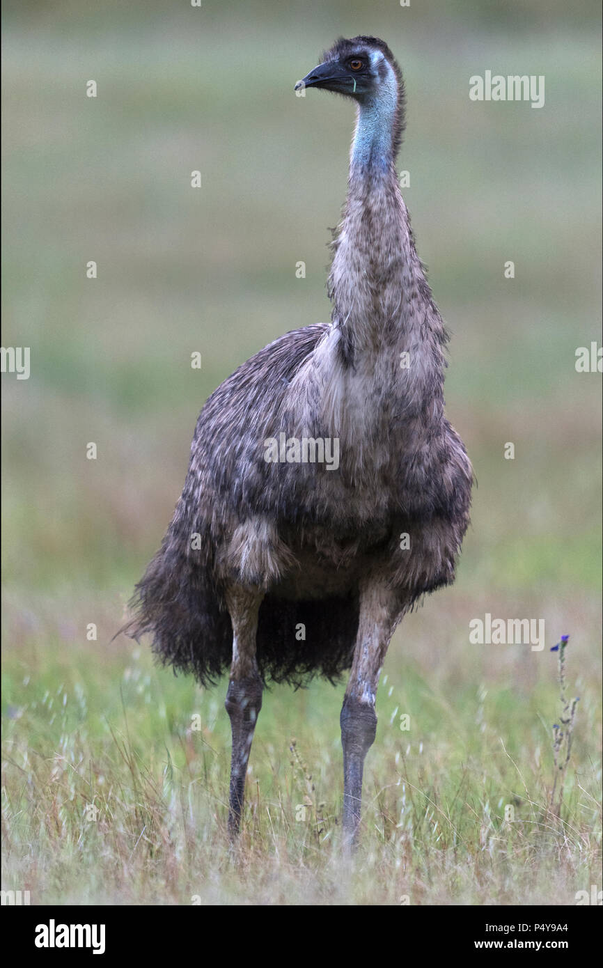 emu standing full length portrait avon valley western australia Stock ...