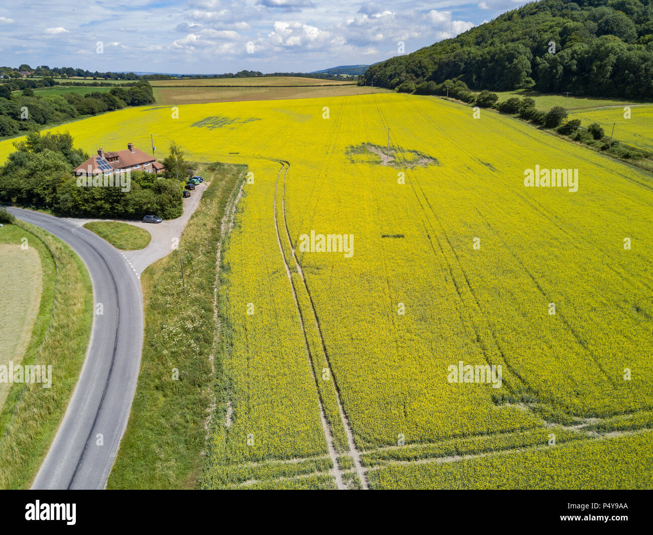 Aerial view of large field of rape flower blossom at Chichester, United ...