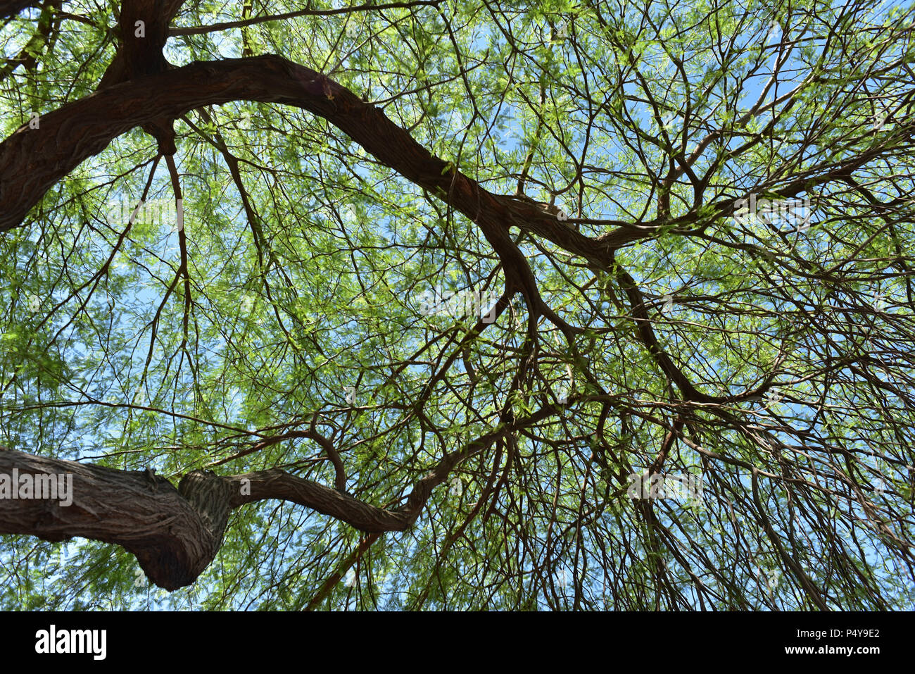 desert shade tree branches green leaves Stock Photo - Alamy