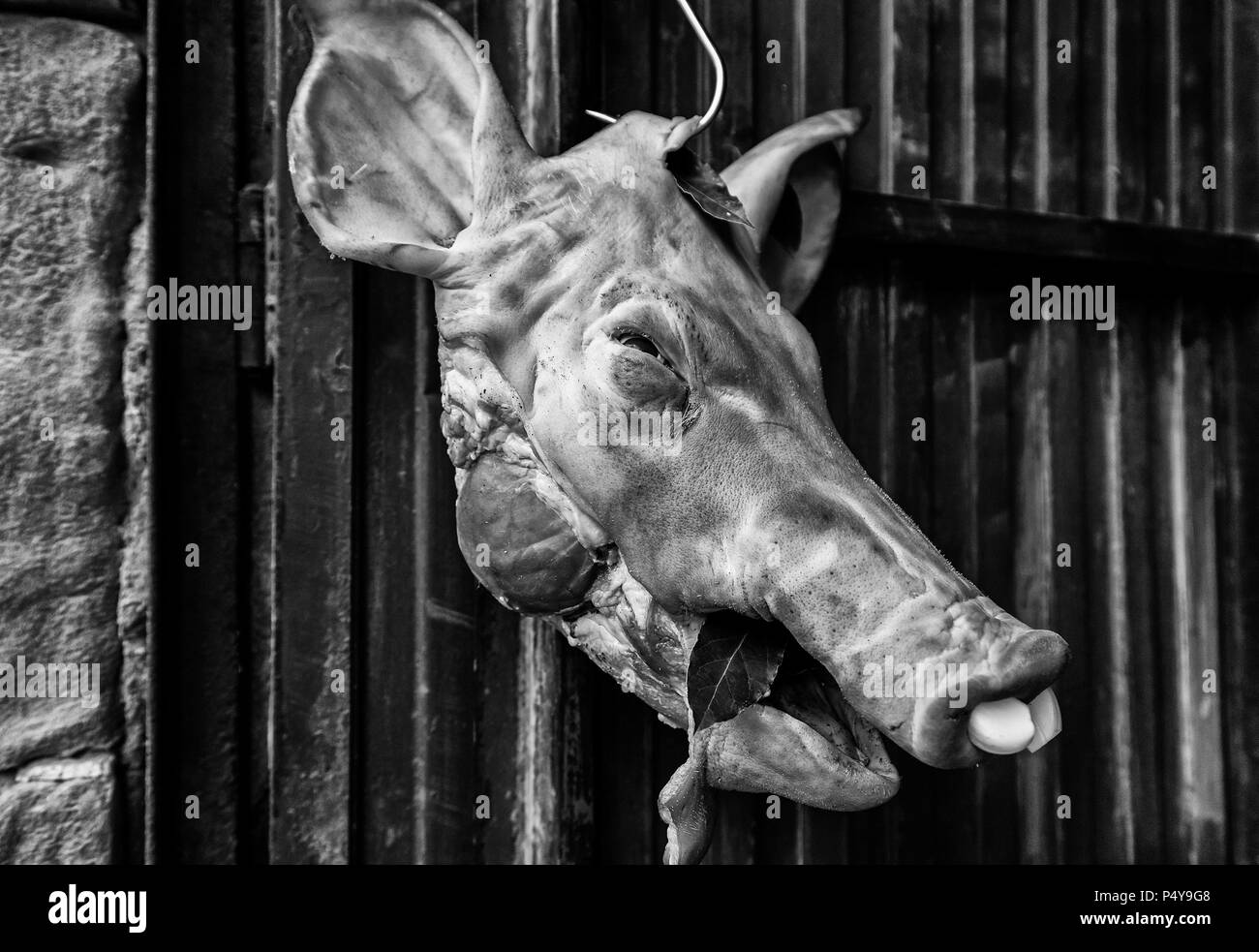 Head of dead pig, detail of pork in a butcher shop, fat meal Stock ...
