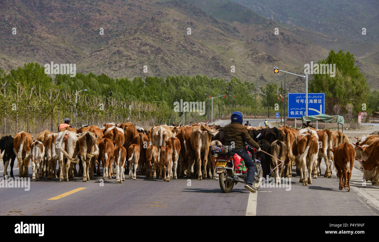 Kazakh nomads rounding up their cows, Keketuohai, Xinjiang, China Stock ...