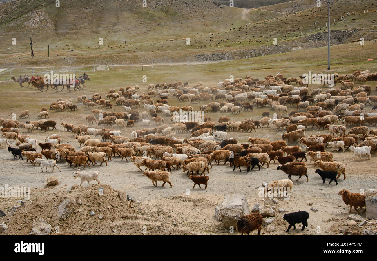 Kazakhstan herder hi-res stock photography and images - Alamy