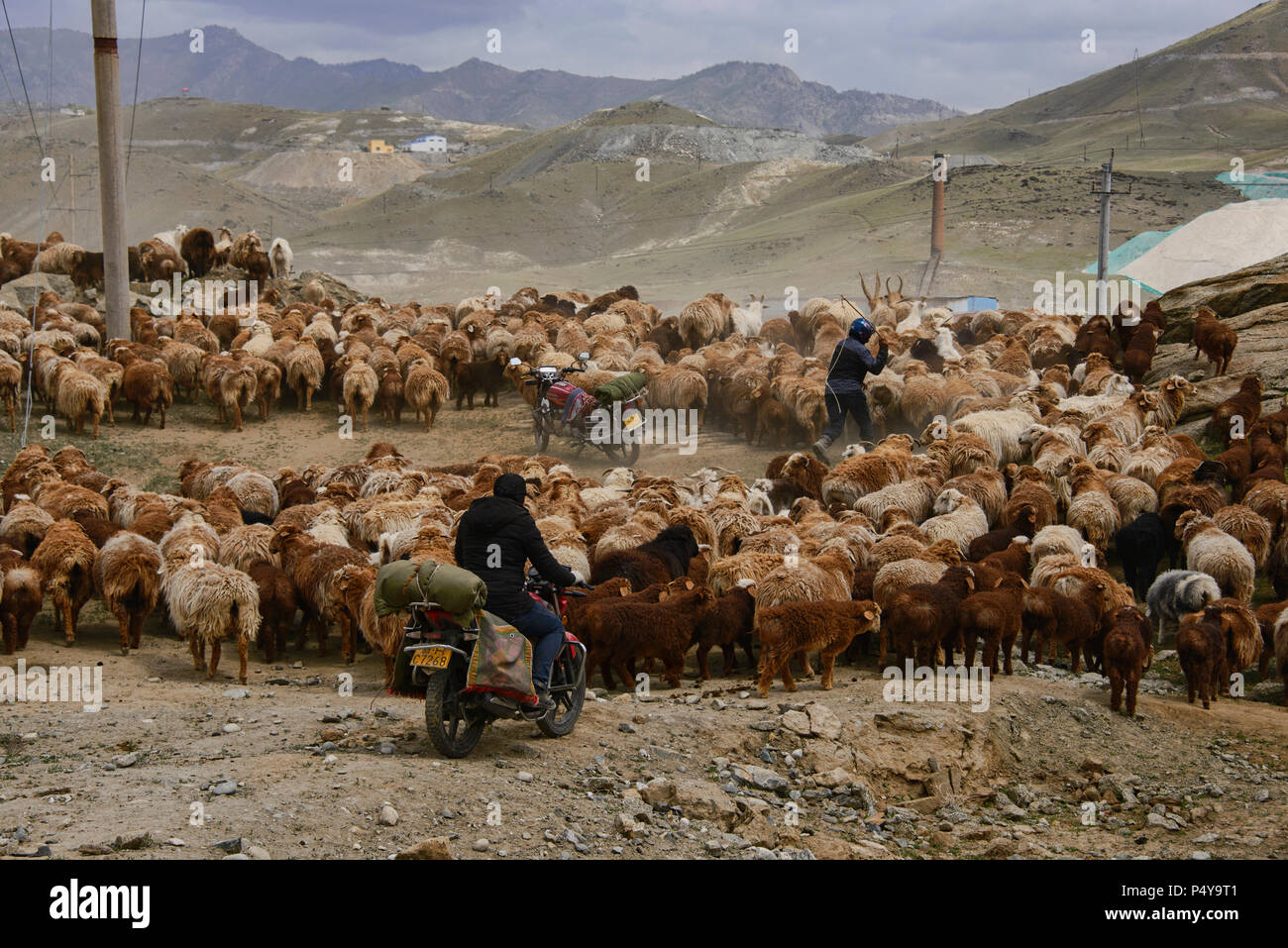 Kazakh nomads rounding up their sheep, Keketuohai, Xinjiang, China ...