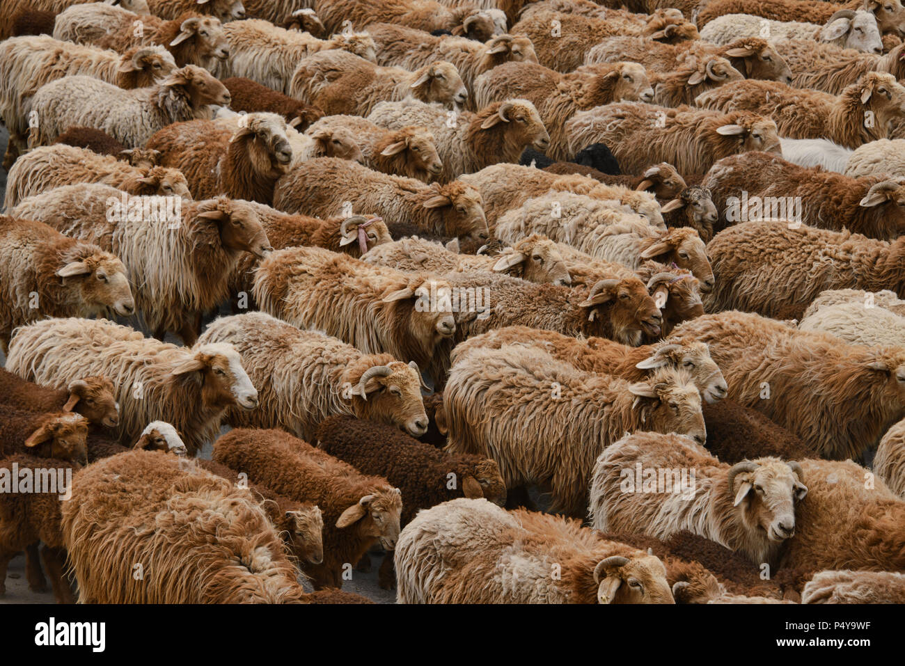 Sheep at Keketuohai, Xinjiang, China Stock Photo - Alamy