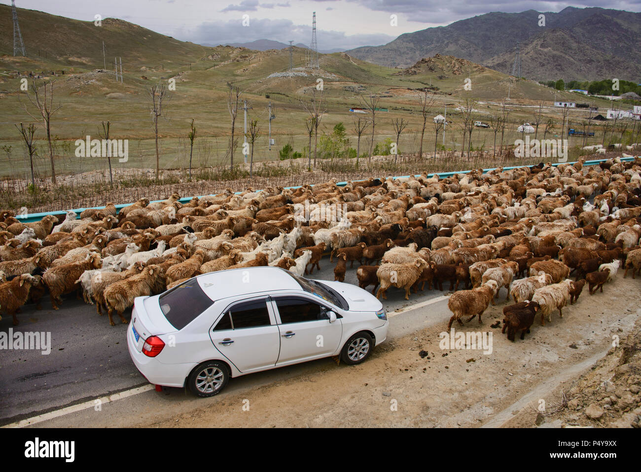 Kazakh nomads rounding up their sheep, Keketuohai, Xinjiang, China ...