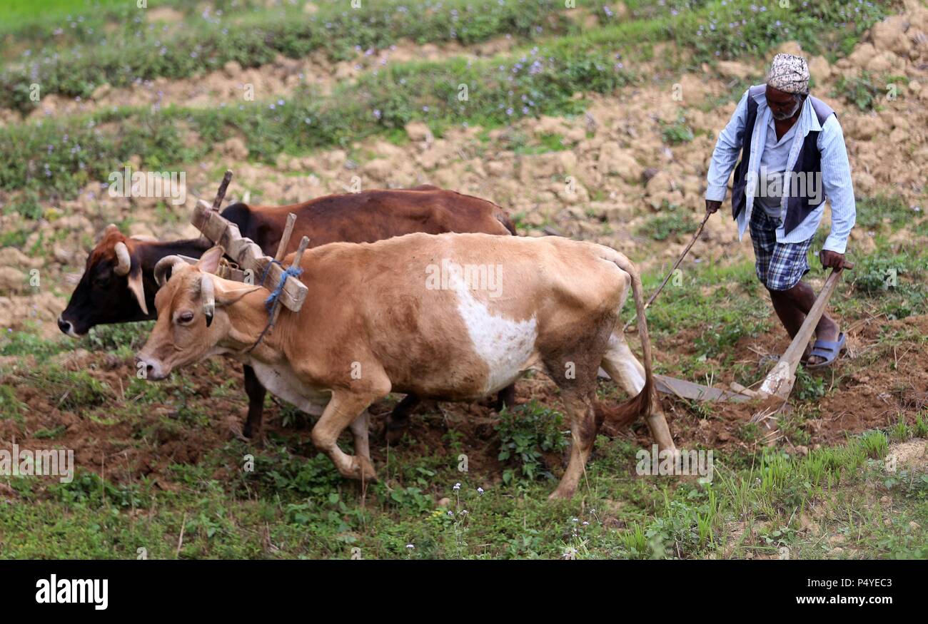 Rice planting season in nepal hi-res stock photography and images - Alamy