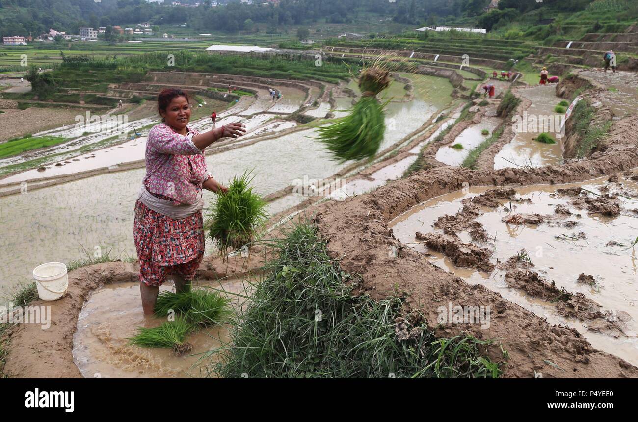Lalitpur, Nepal. 23rd June, 2018. A Nepalese woman prepares rice ...