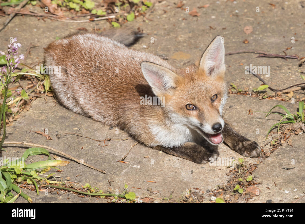 Urban fox cub enjoying the sun Stock Photo - Alamy