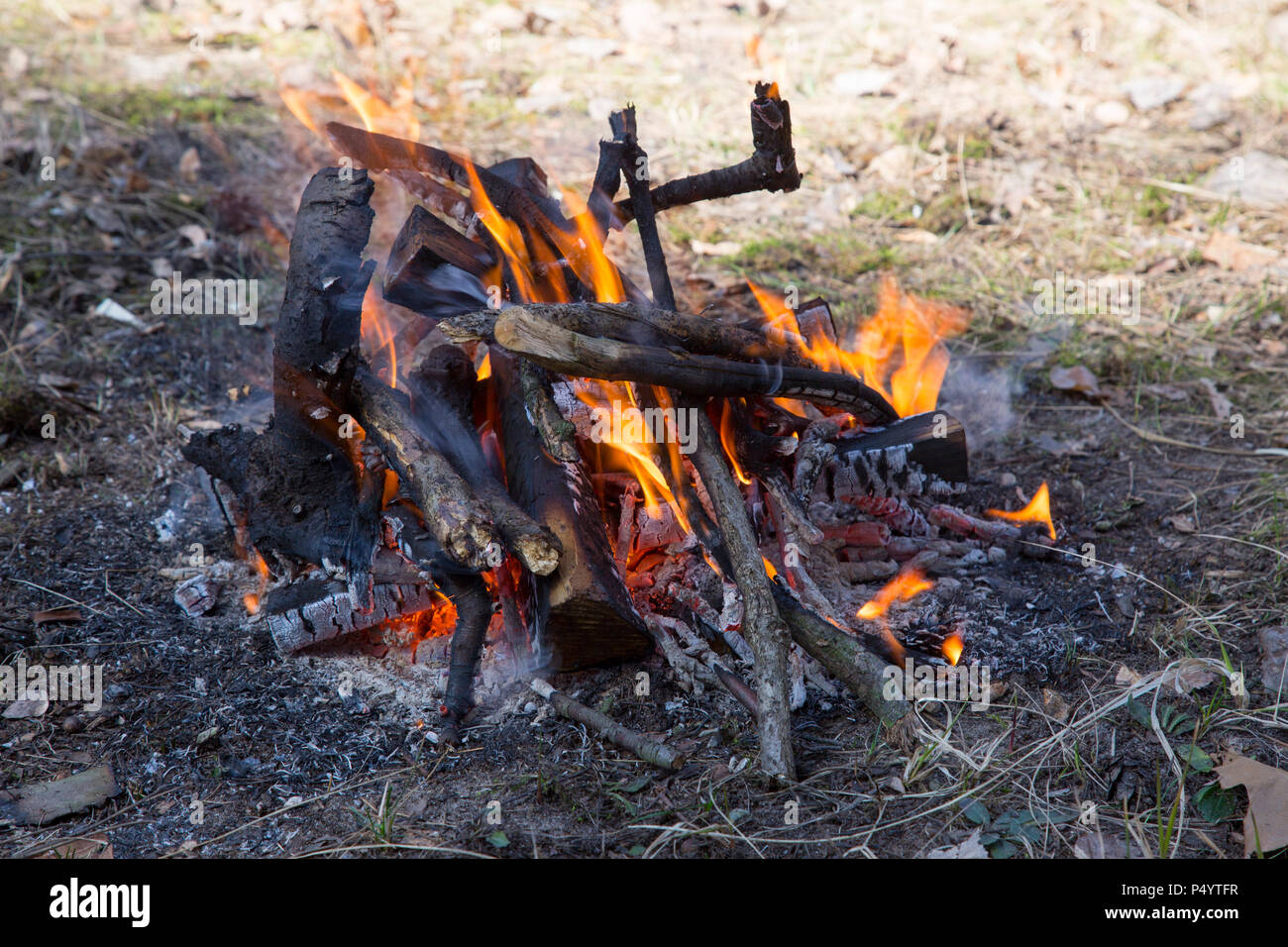 Bonfire close. Fire in nature. Birch wood burning in the fireplace ...