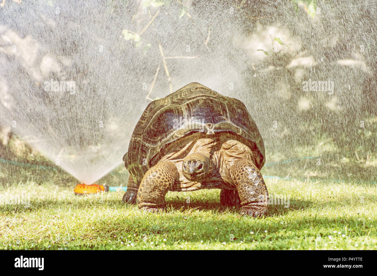 Galapagos giant tortoise - Chelonoidis nigra and garden water sprayer ...