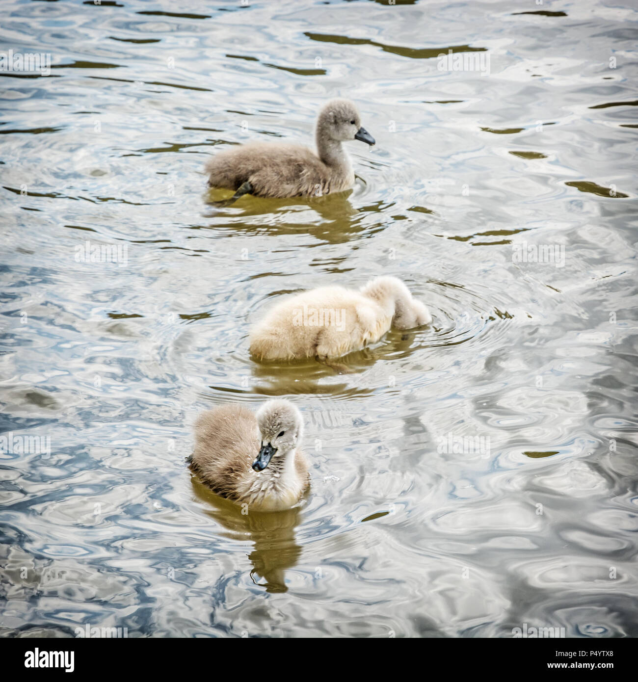 Young ones of white swan. Seasonal natural scene. Cycle of nature Stock ...