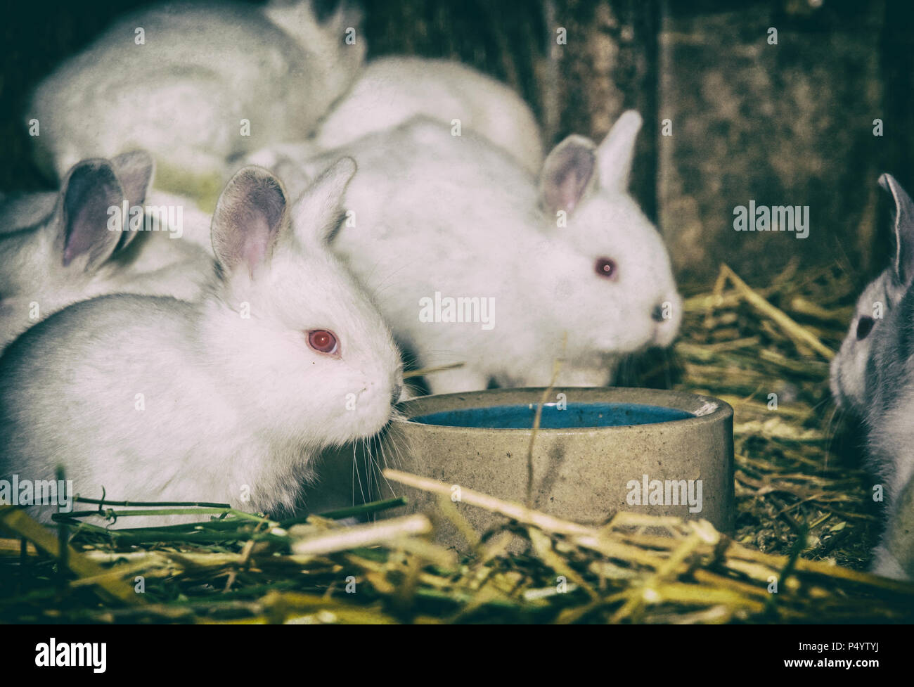 Beautiful white rabbits. Animal portrait. Big ears and red eyes. Little ...