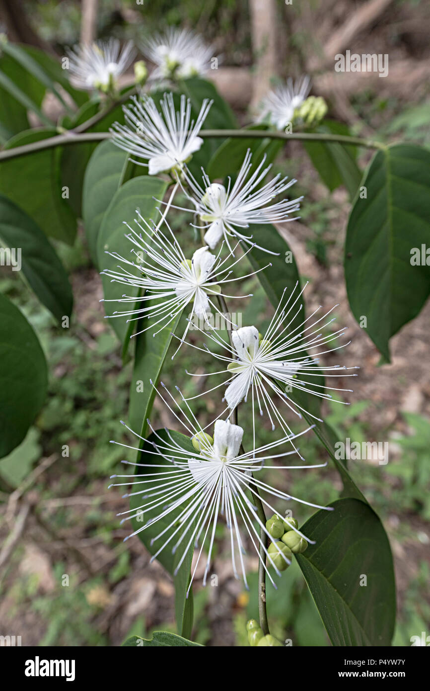 Ping flower hi-res stock photography and images - Alamy