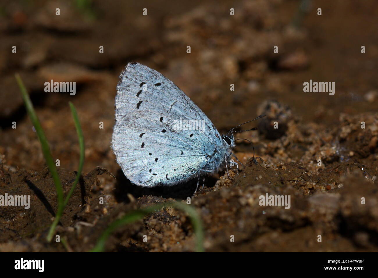 Holly Blue Butterfly "Mud-puddling Stock Photo - Alamy
