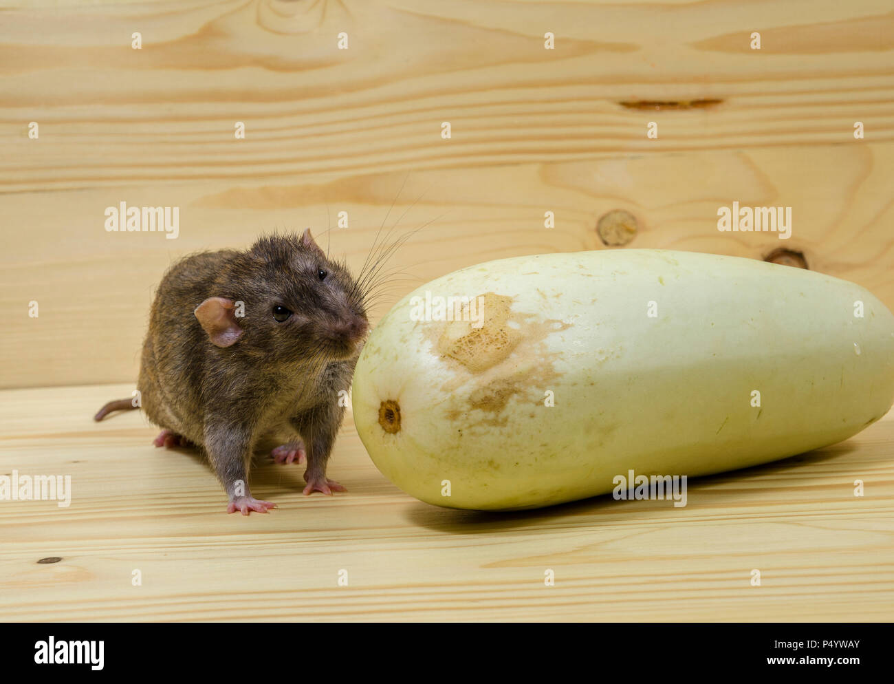 Rat eats vegetable marrow on a wooden table Stock Photo - Alamy