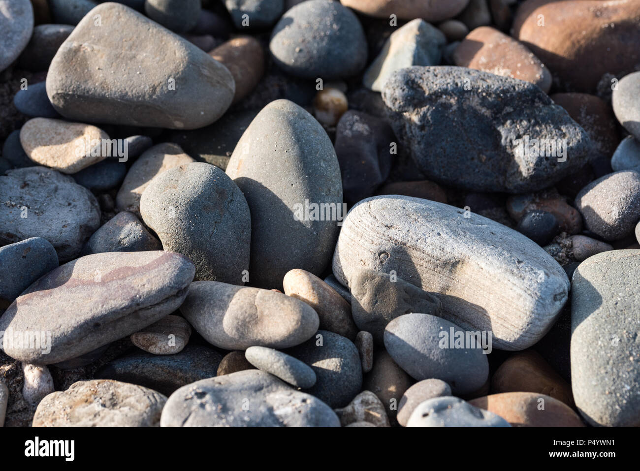 Fossils shells on rock hi-res stock photography and images - Alamy