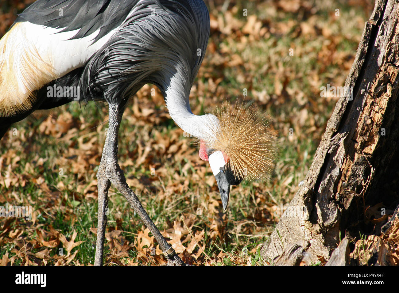 East African Crowned Crane looking for worms Stock Photo - Alamy