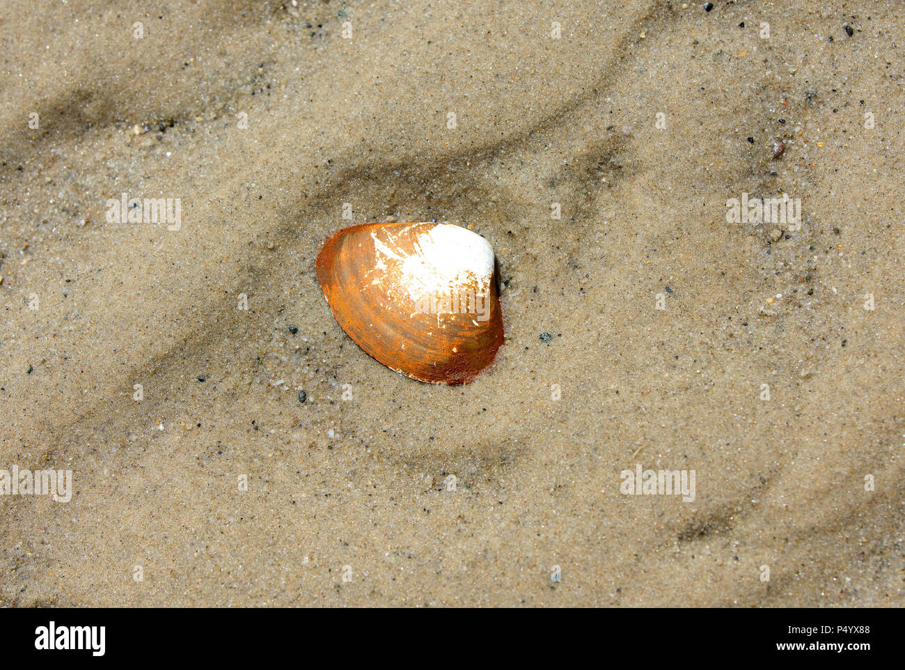 A sea shell in the sand of Cold Storage Beach East Dennis ...