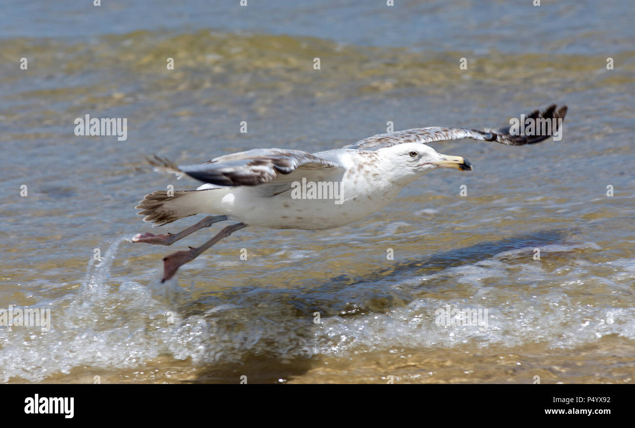 A Seagull (Laridae)) takes flight on Crowes Pasture Beach, East Dennis ...