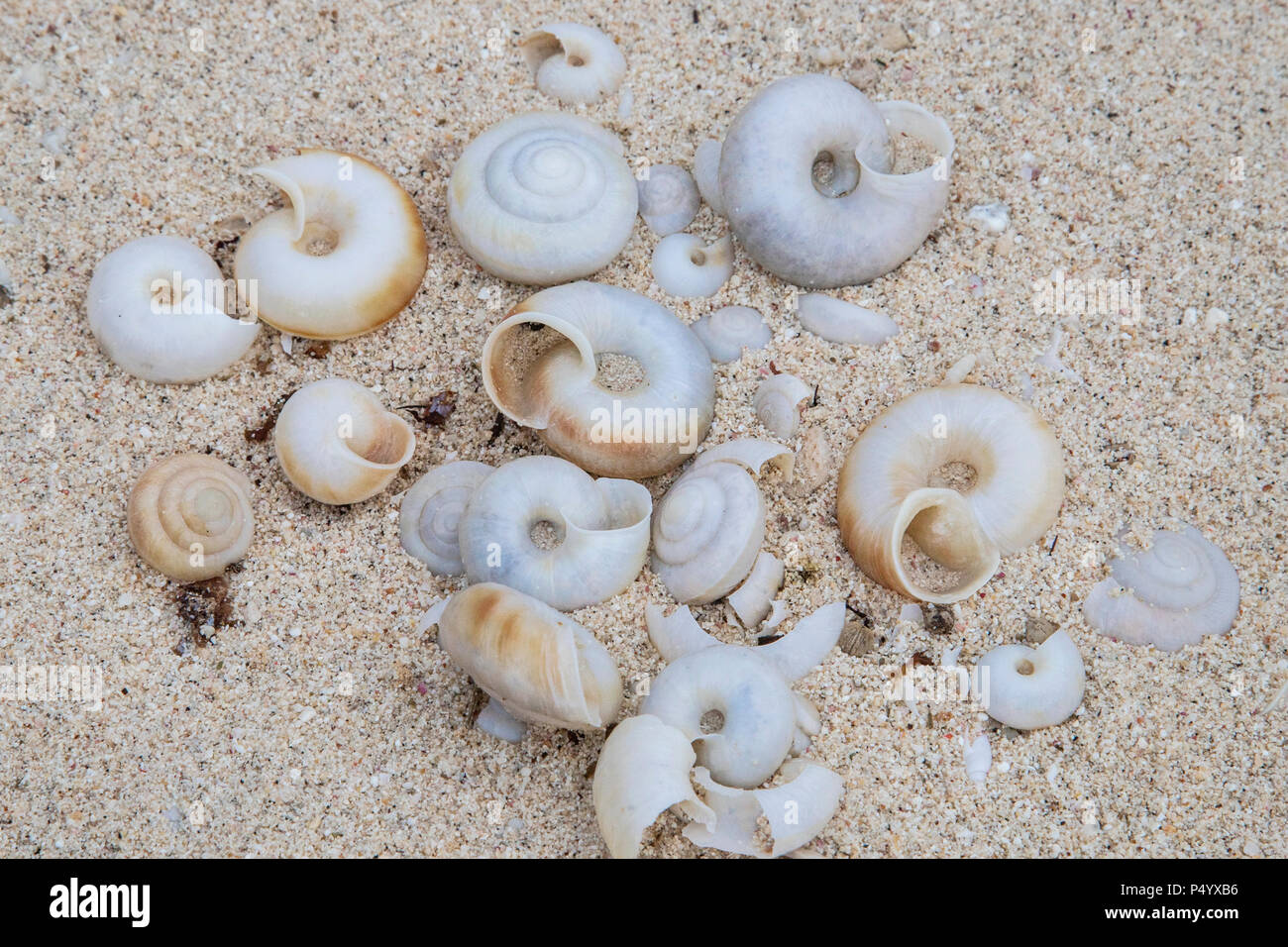 Snail Fossils Minamjima - One of the most unusual attractions at ...
