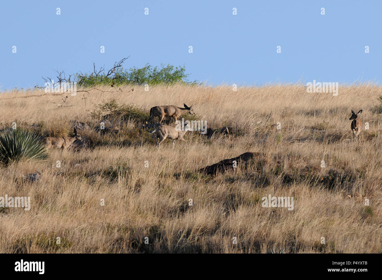 Mule deer traverse the grasslands along 92, Gardner Canyon Road, in the ...