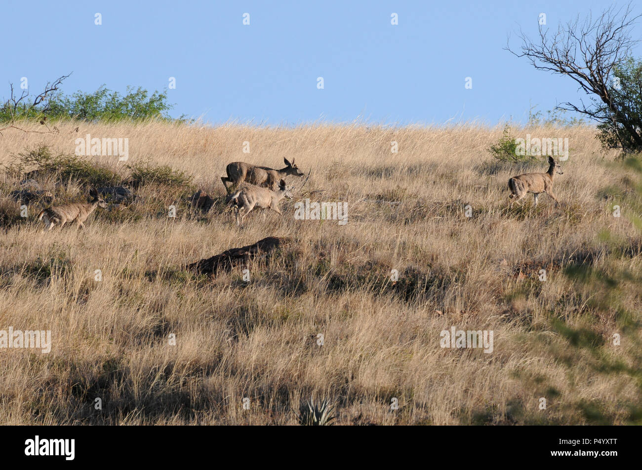 Mule deer traverse the grasslands along 92, Gardner Canyon Road, in the ...