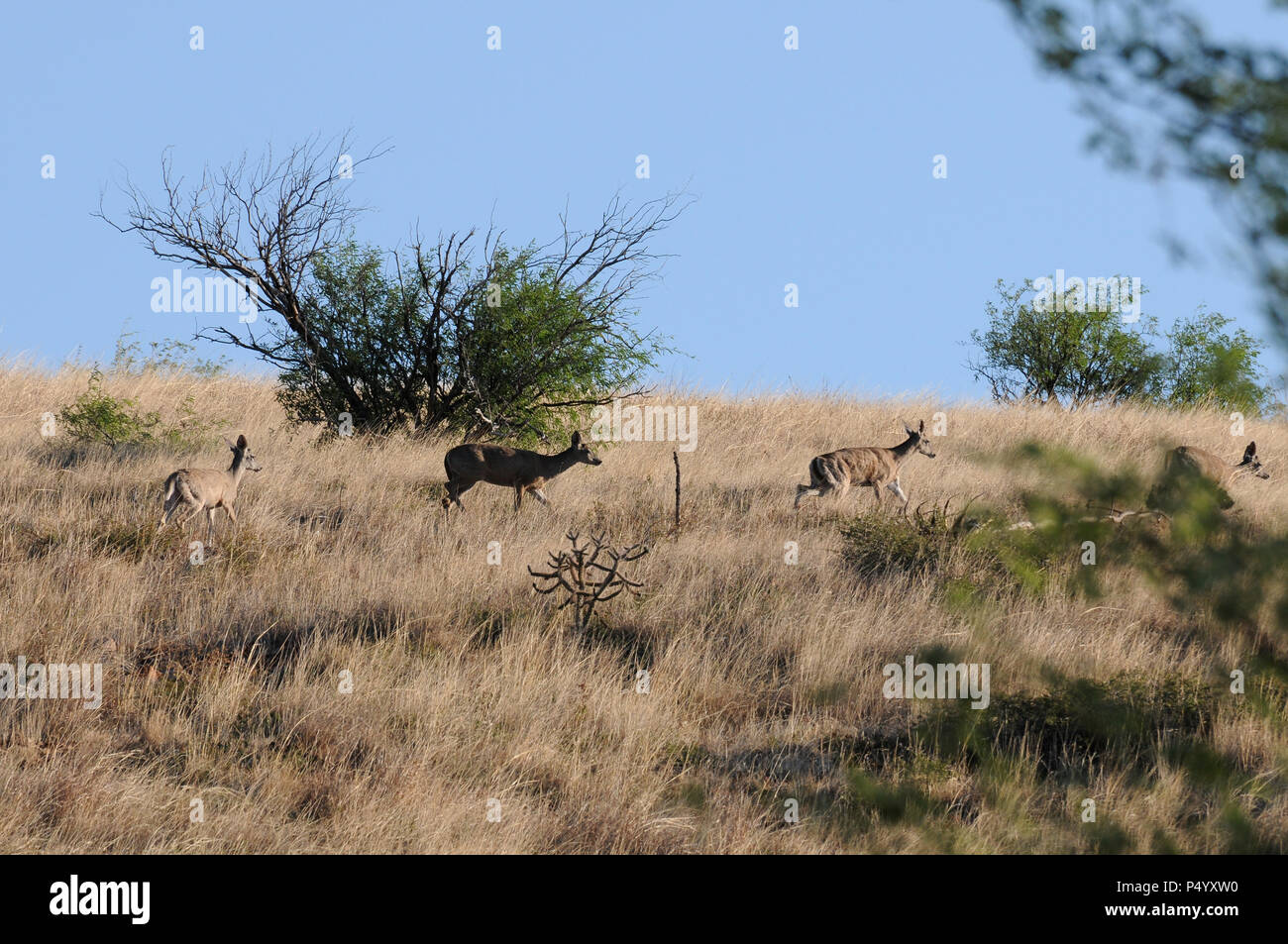 Mule deer traverse the grasslands along 92, Gardner Canyon Road, in the ...