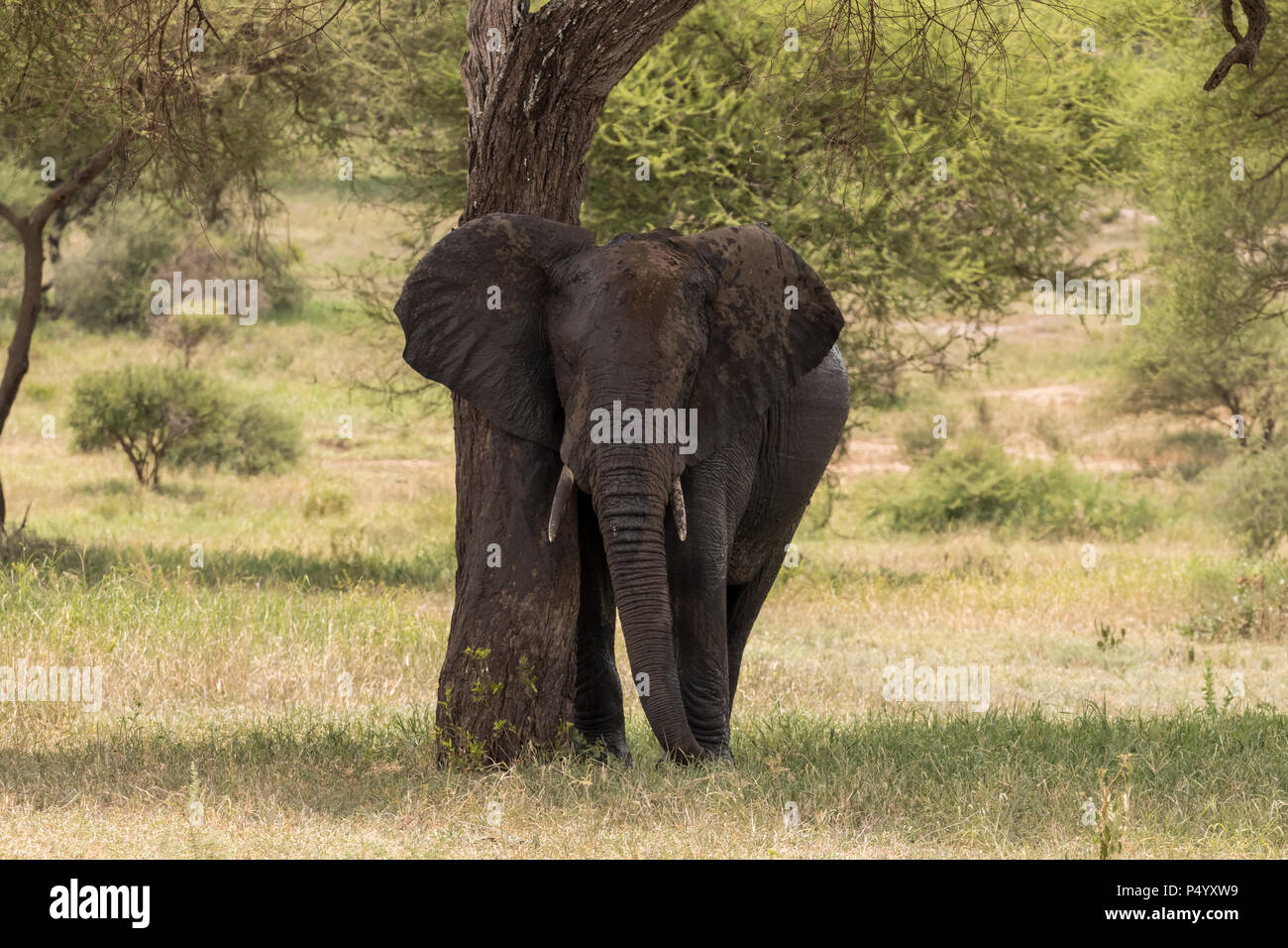 Elephant scratching on a tree hi-res stock photography and images - Alamy