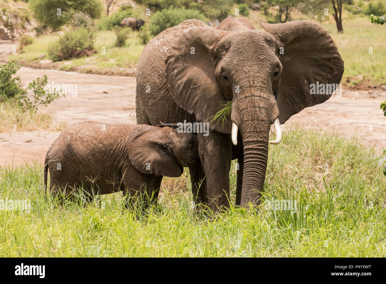 Baby elephant nursing hi-res stock photography and images - Alamy